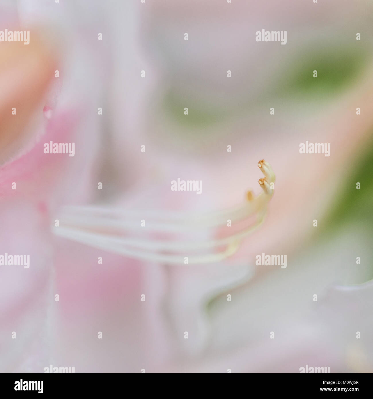 Azalea stamen hi-res stock photography and images - Alamy