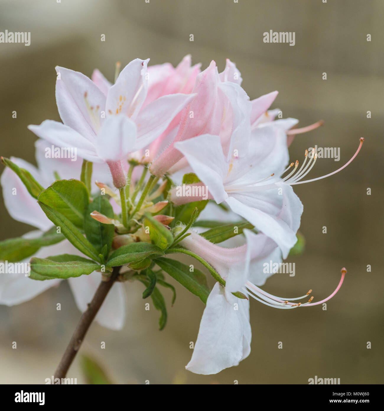Azalea bush hi-res stock photography and images - Alamy