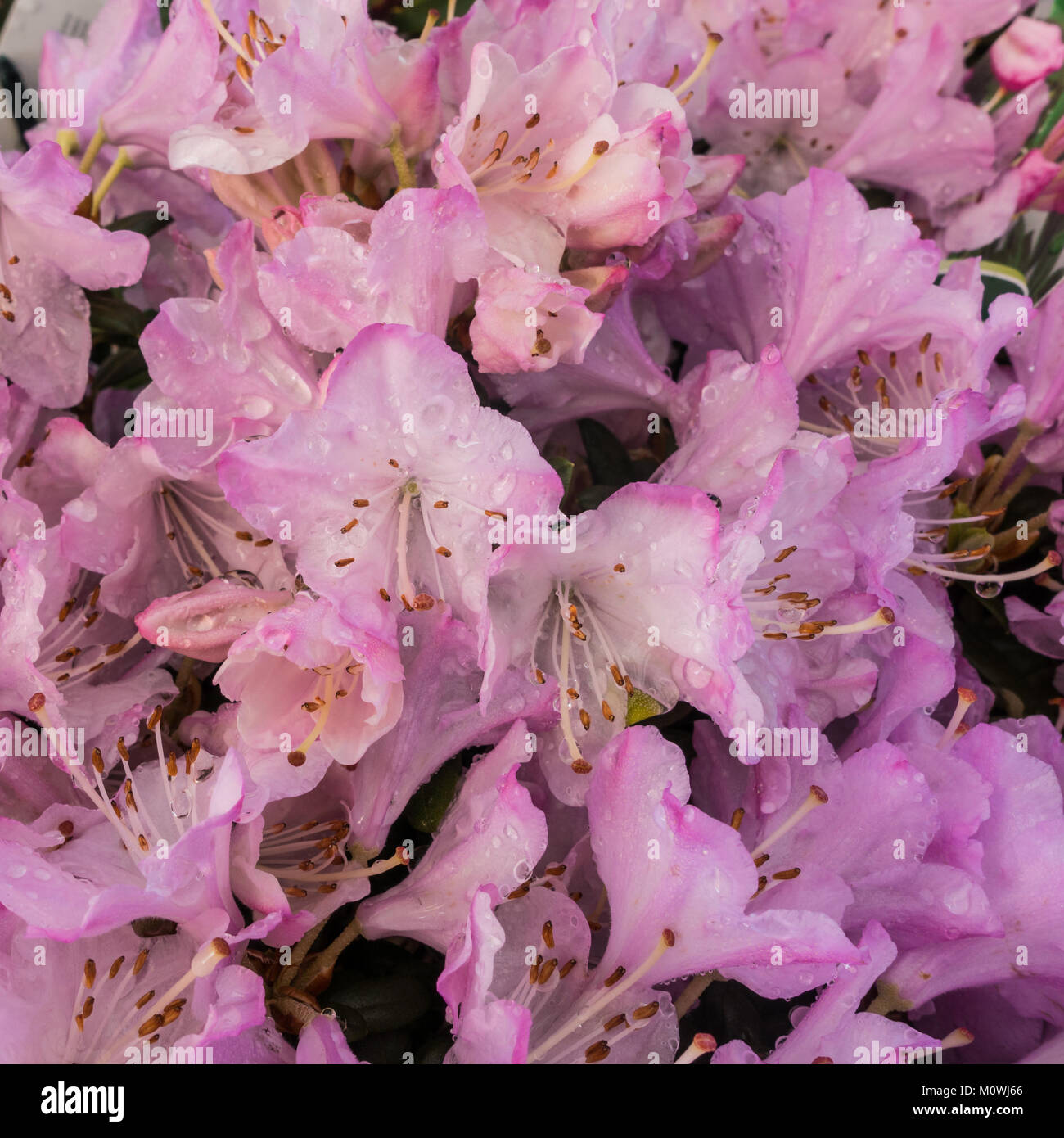 Azalea bush hi-res stock photography and images - Alamy