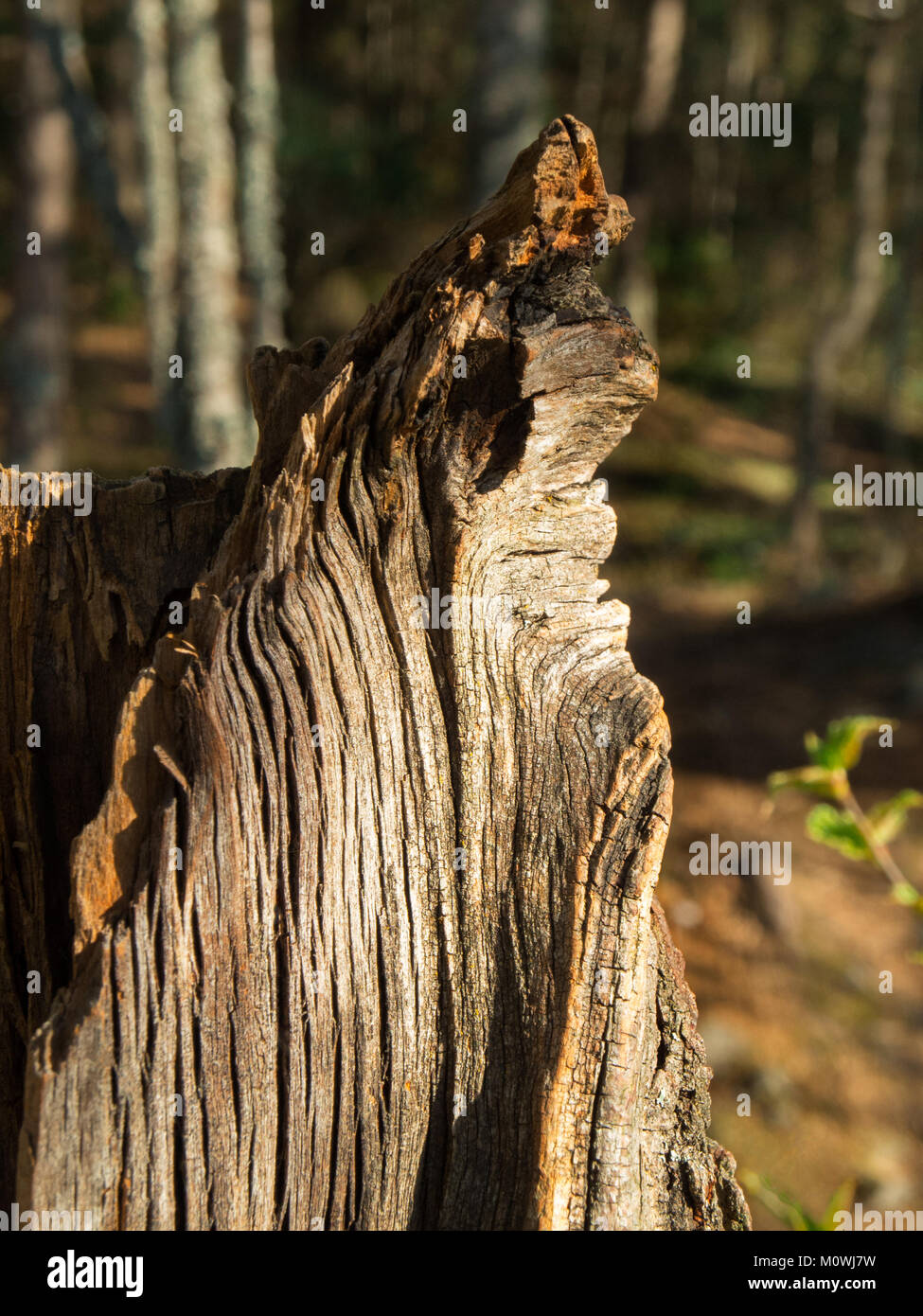 Closeup of old stump in forest with sunshine Stock Photo - Alamy