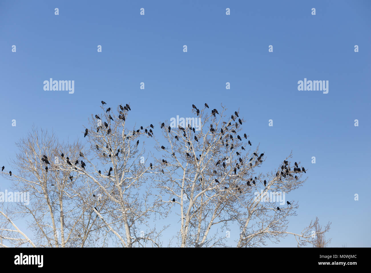 Ravens on the branches of a tree, clear blue sky, winter weather Stock ...