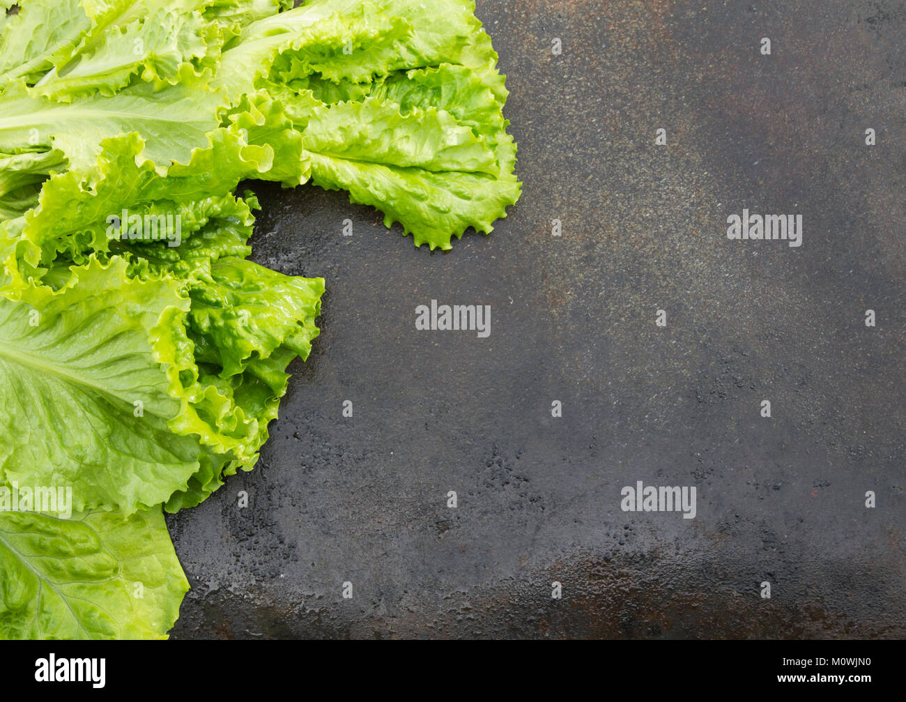 frame of lettuce leaves closeup on a dark textural background Stock ...
