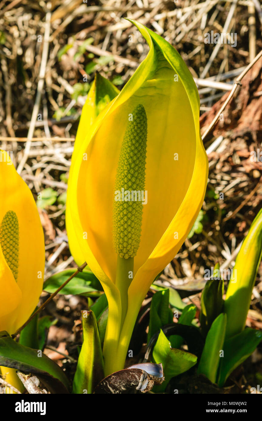 Close-up detail of yellow Skunk Cabbage, sometimes also known as swamp ...