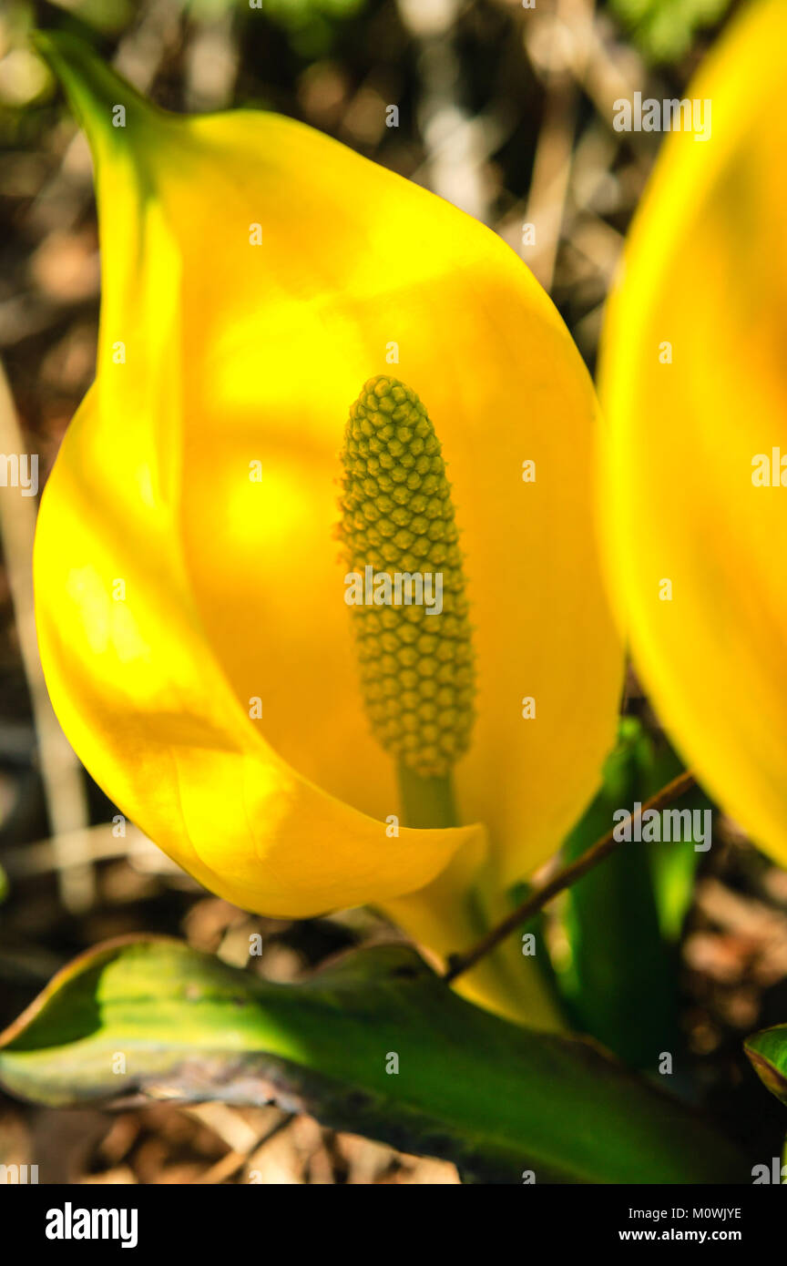 Swamp cabbage hi-res stock photography and images - Alamy