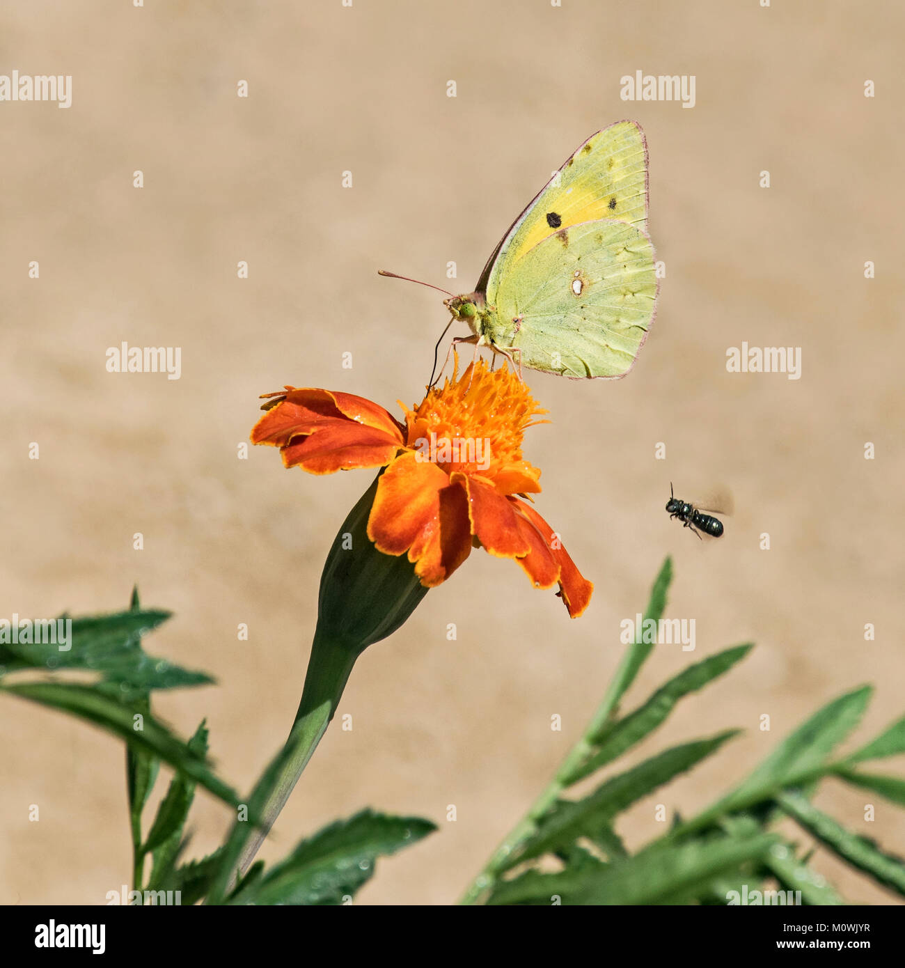 Butterfly wings closed hi-res stock photography and images - Alamy