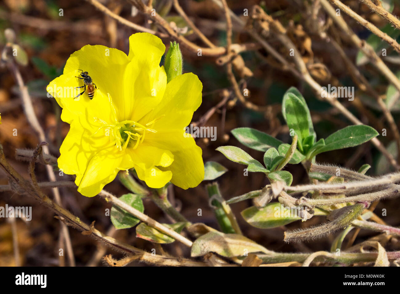 Oenothera Drummondii High Resolution Stock Photography and Images - Alamy