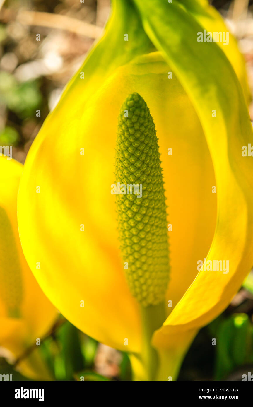 Swamp cabbage hi-res stock photography and images - Alamy
