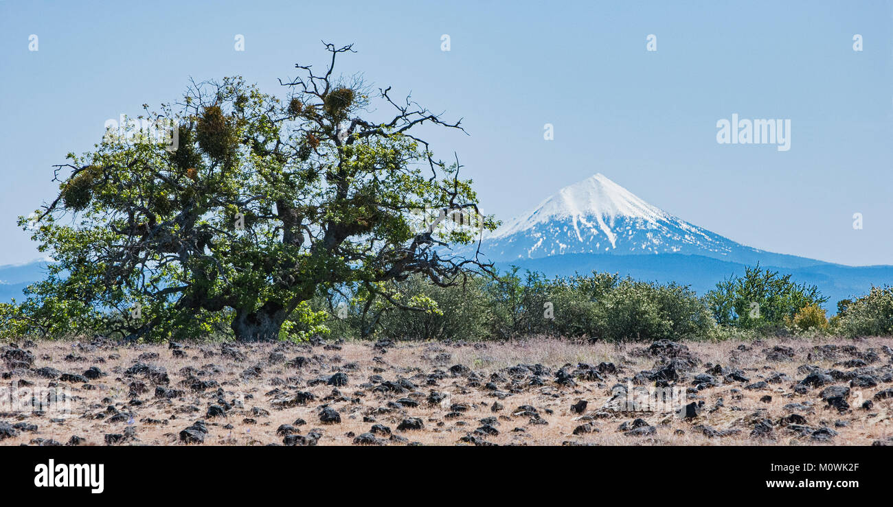 oak tree with mistletoe in front of Mt McLoughlin in Southern Oregon ...