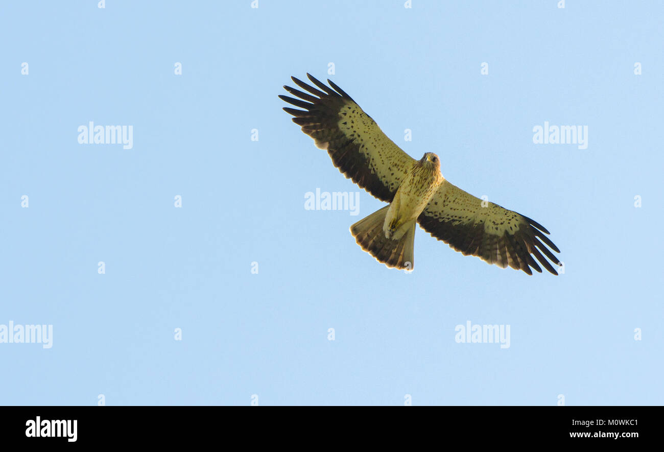 bird of prey hawk flying on blue sky background Stock Photo - Alamy