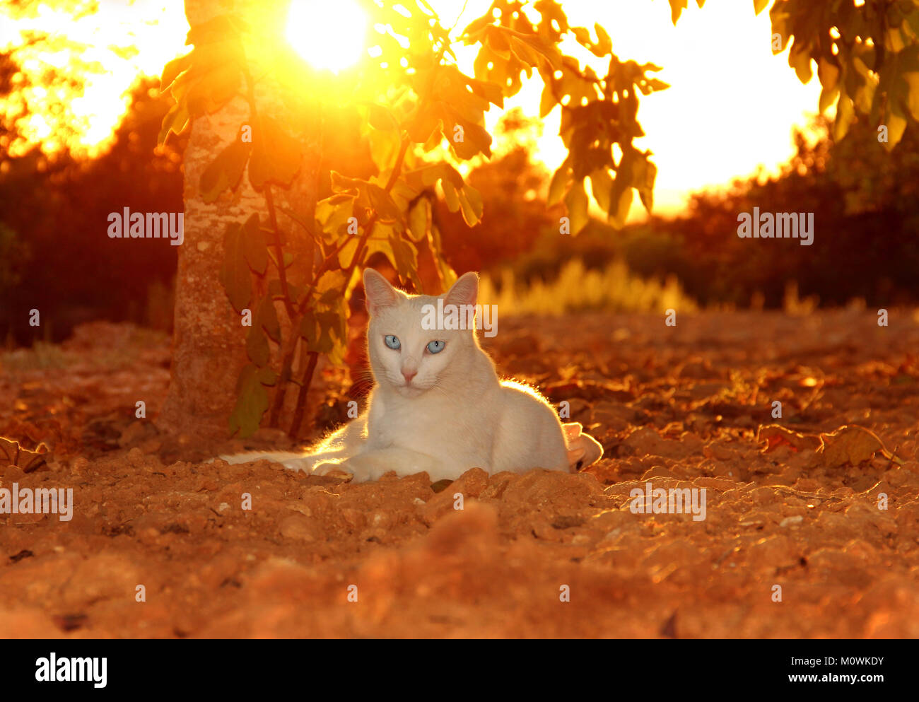 white cat lying under a tree in the sunset Stock Photo - Alamy