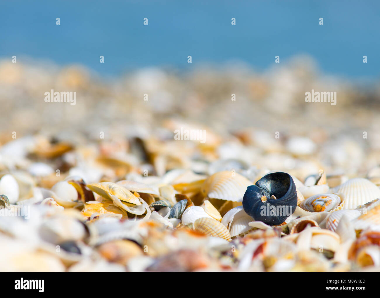 Shells of many types hi-res stock photography and images - Alamy