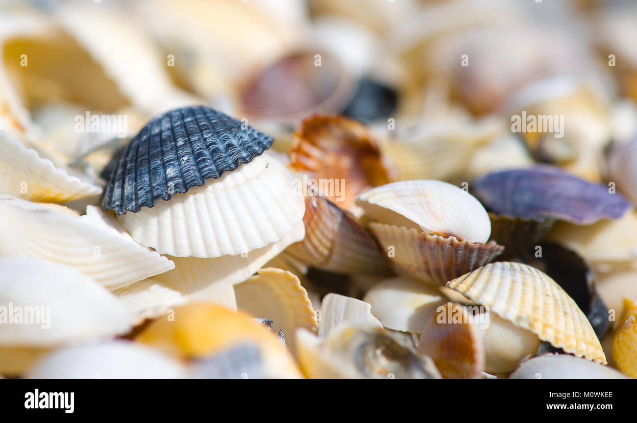 Shells of many types hi-res stock photography and images - Alamy