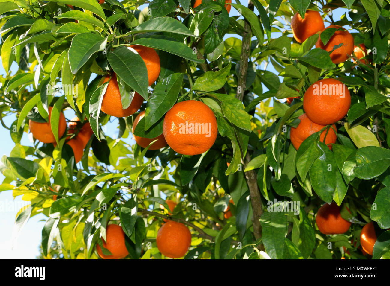 Orange tree plantation spain hi-res stock photography and images - Alamy