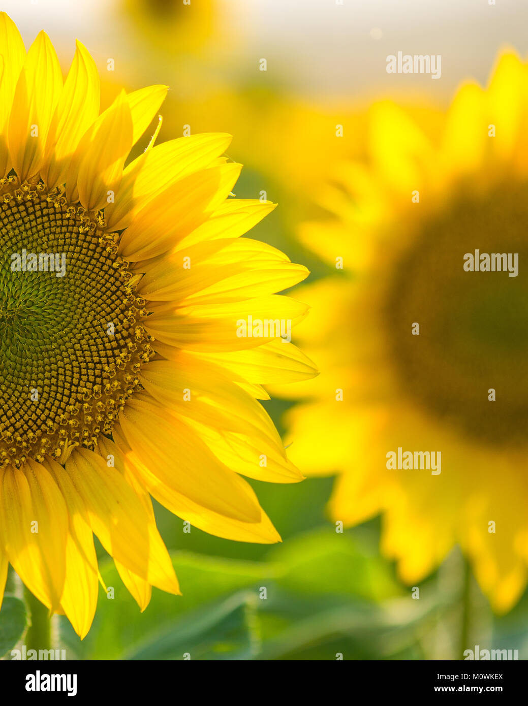Sunflower field landscape Stock Photo - Alamy