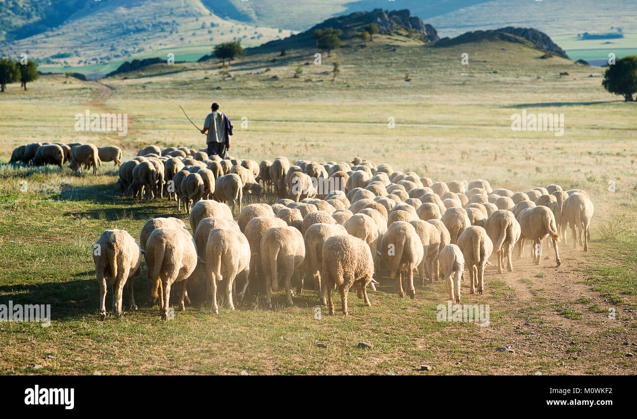 Sheperd sheep hi-res stock photography and images - Alamy