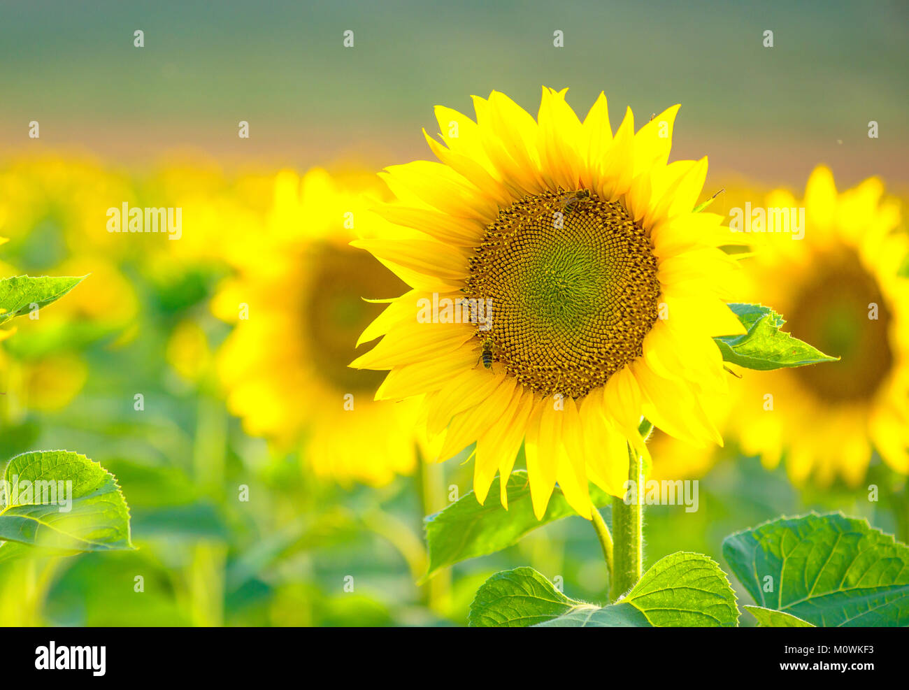 Sunflower field landscape Stock Photo - Alamy