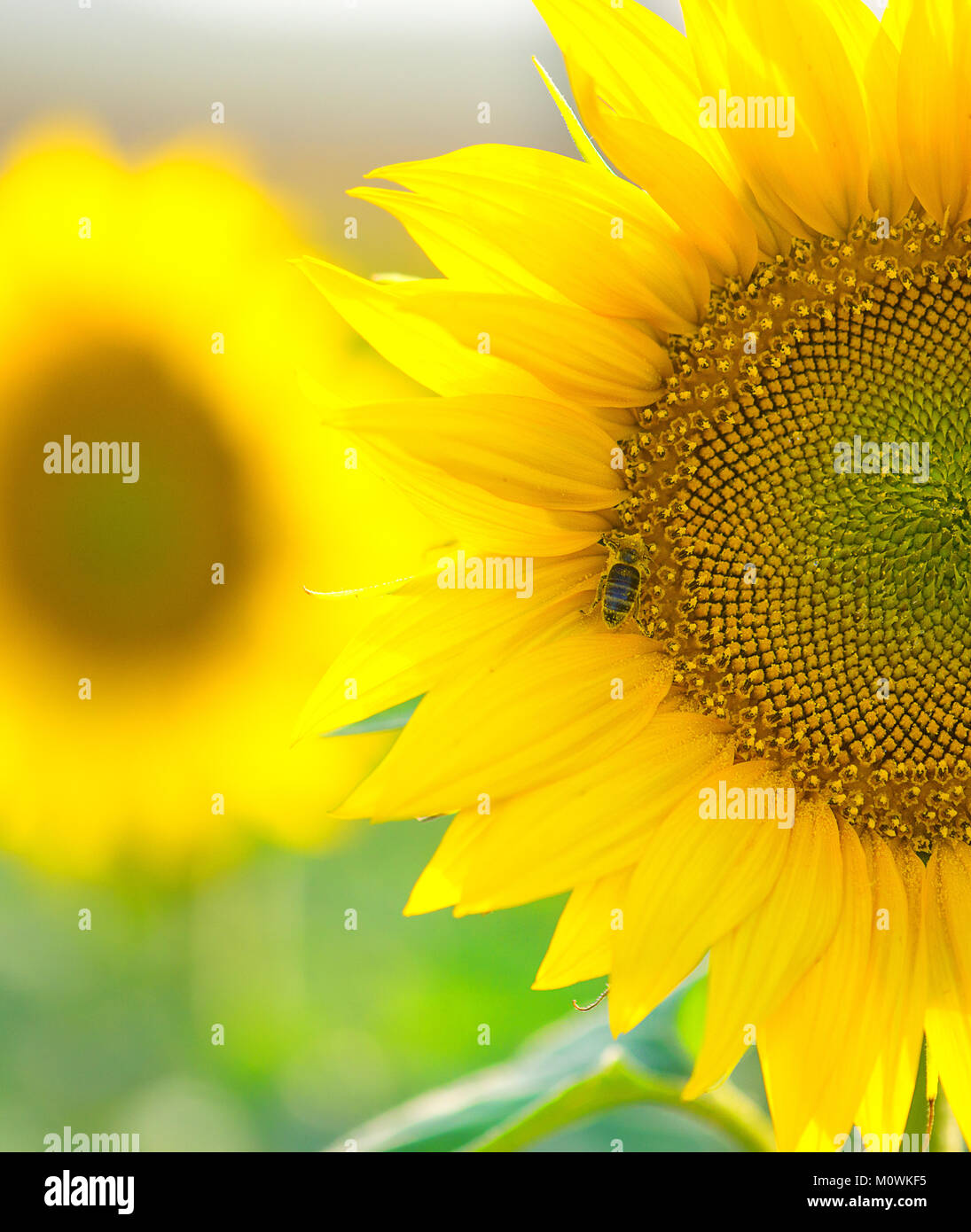 Sunflower field landscape Stock Photo - Alamy