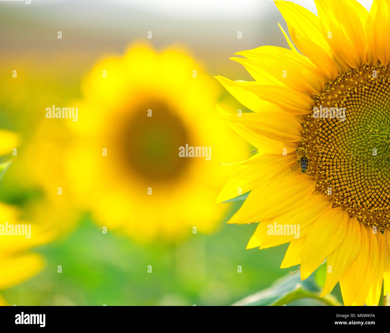 Sunflower field landscape hi-res stock photography and images - Alamy