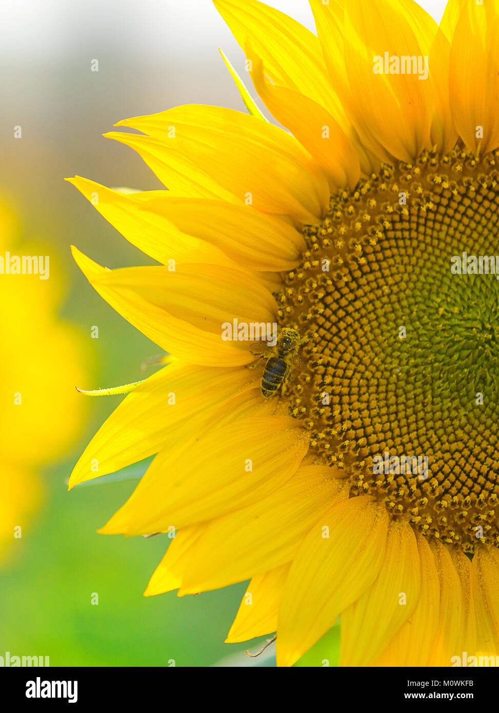 bee pollinating the sunflower Stock Photo - Alamy