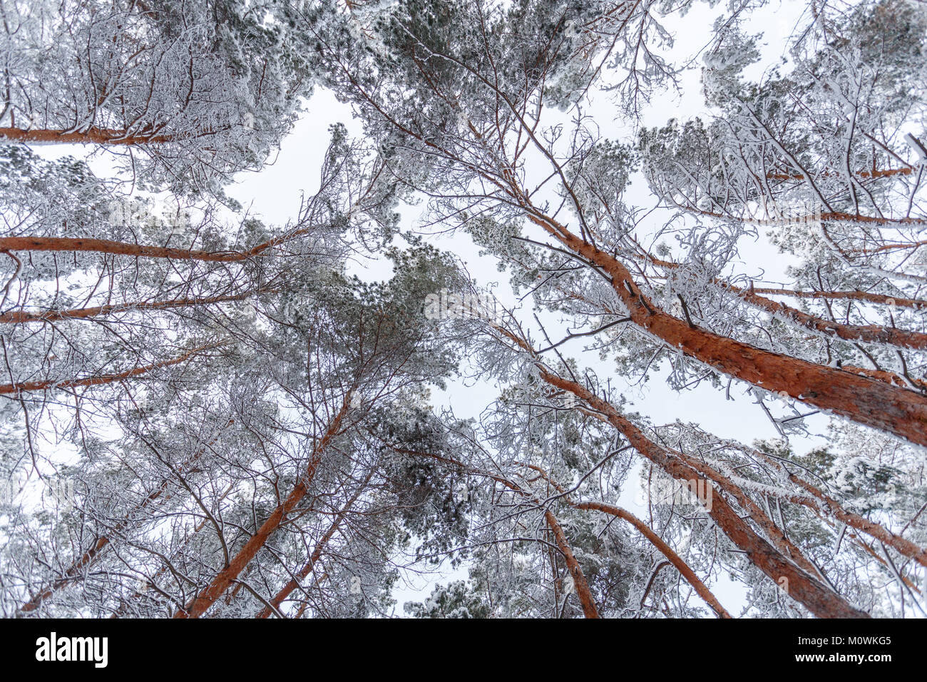 Top down view pine hi-res stock photography and images - Alamy
