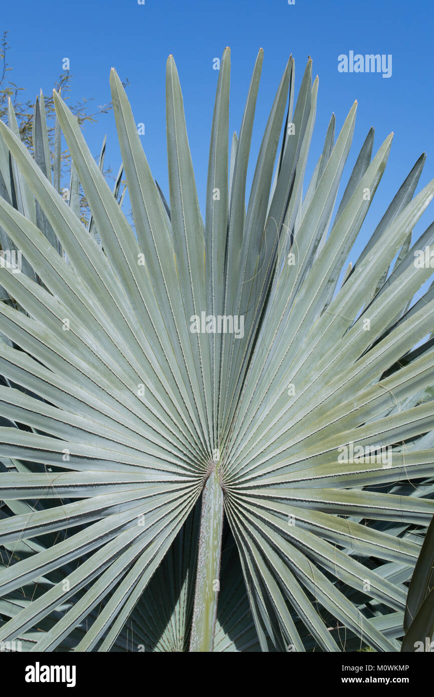Blue green fan hi-res stock photography and images - Alamy