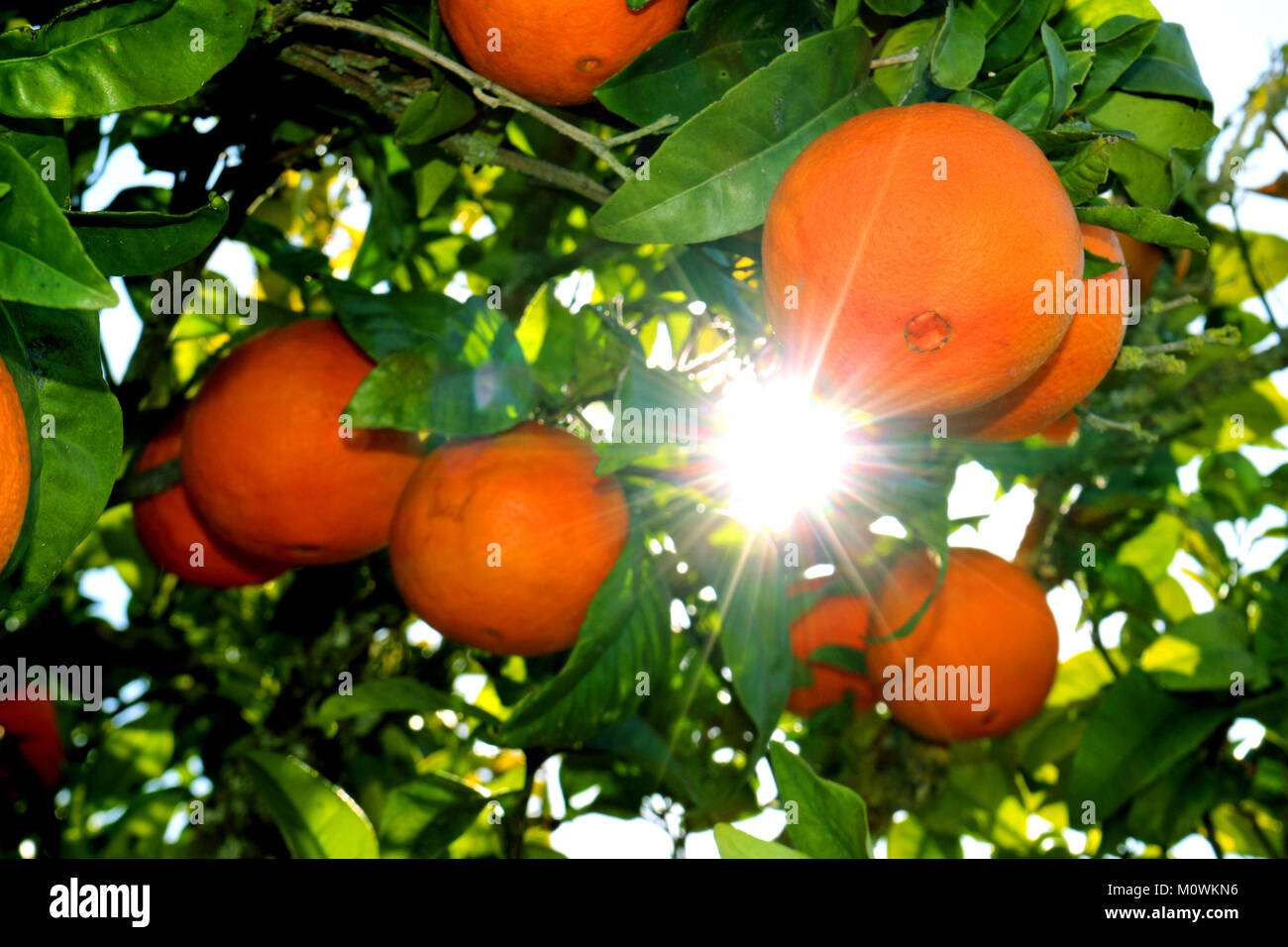 the sun shines between the branches of an orange tree Stock Photo - Alamy