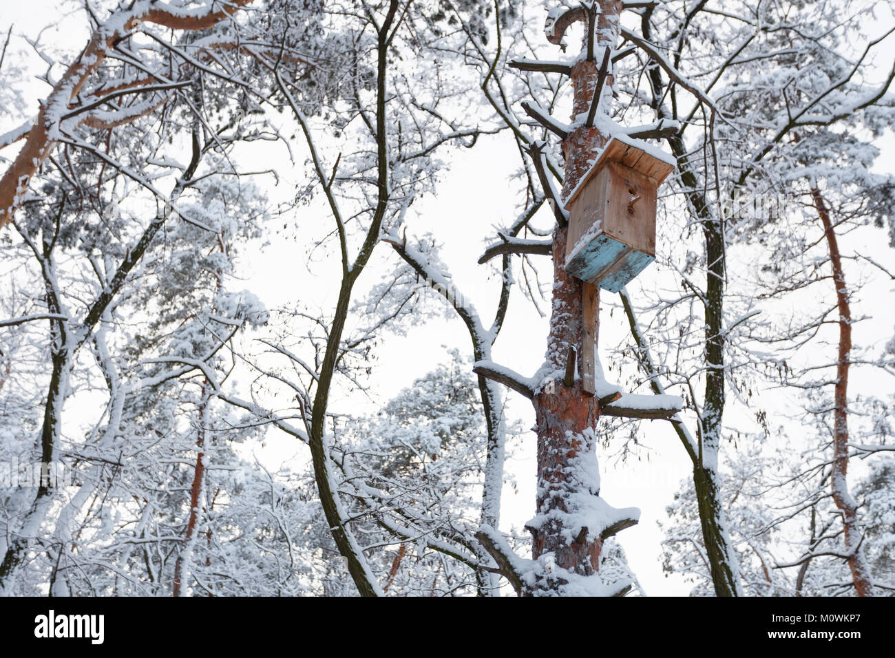 Feeding feeder wooden tree trunk hi-res stock photography and images ...