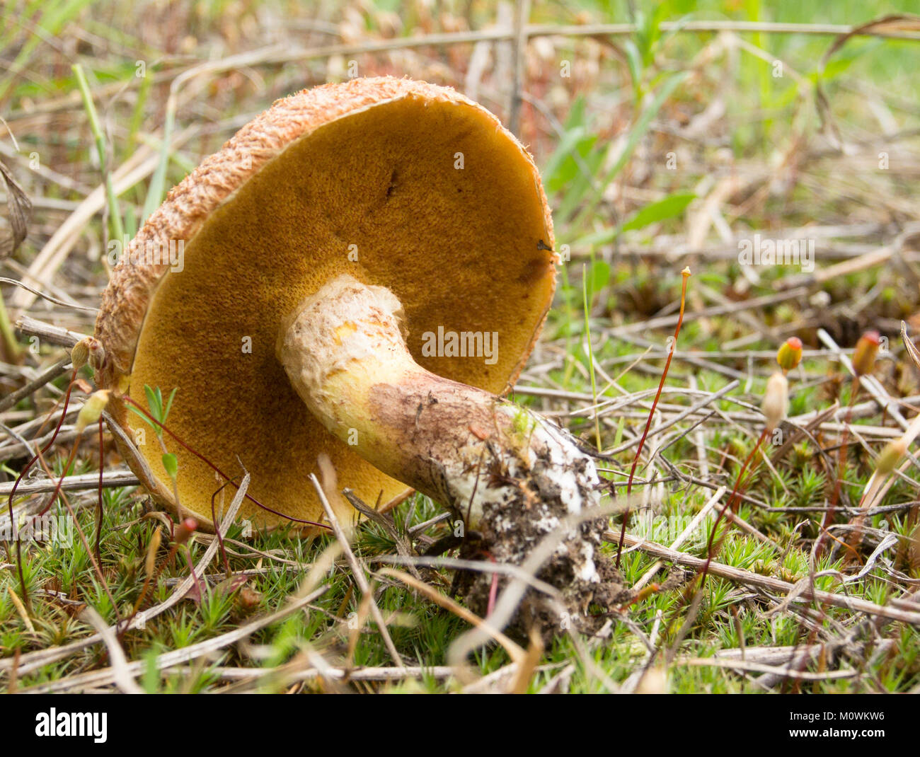Western painted suillus hi-res stock photography and images - Alamy