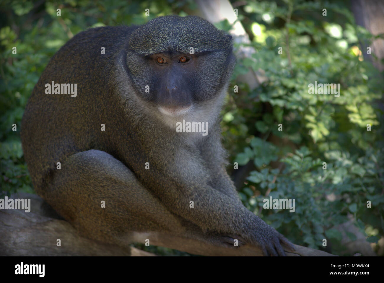 Allen's Swamp Monkey Up Close in a Forest Stock Photo - Alamy