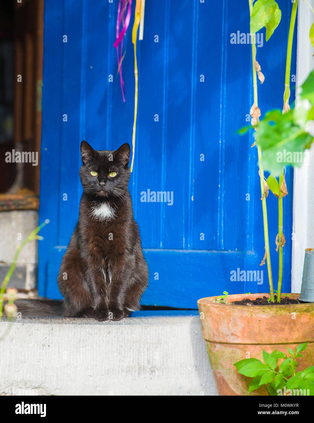 The black cat story hi-res stock photography and images - Alamy