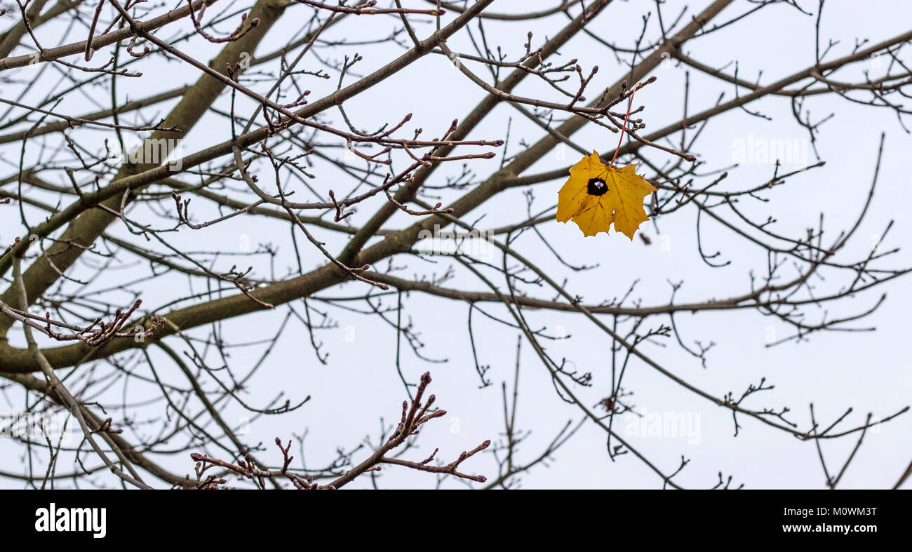 Maple tree in November with a last yellow leaf Stock Photo - Alamy