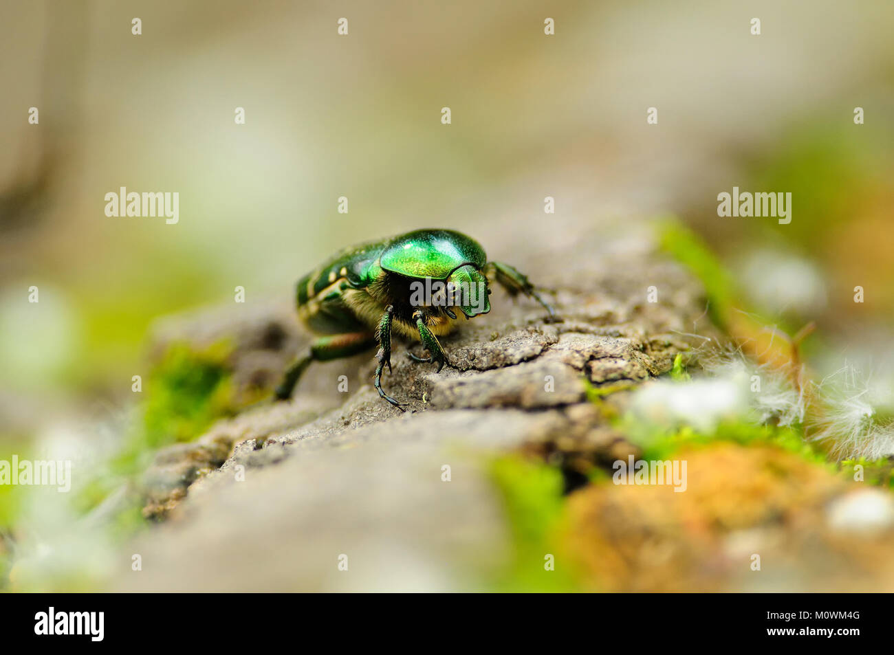 Rose chafer (green rose chafer) resting on a fallen tree in the forest ...