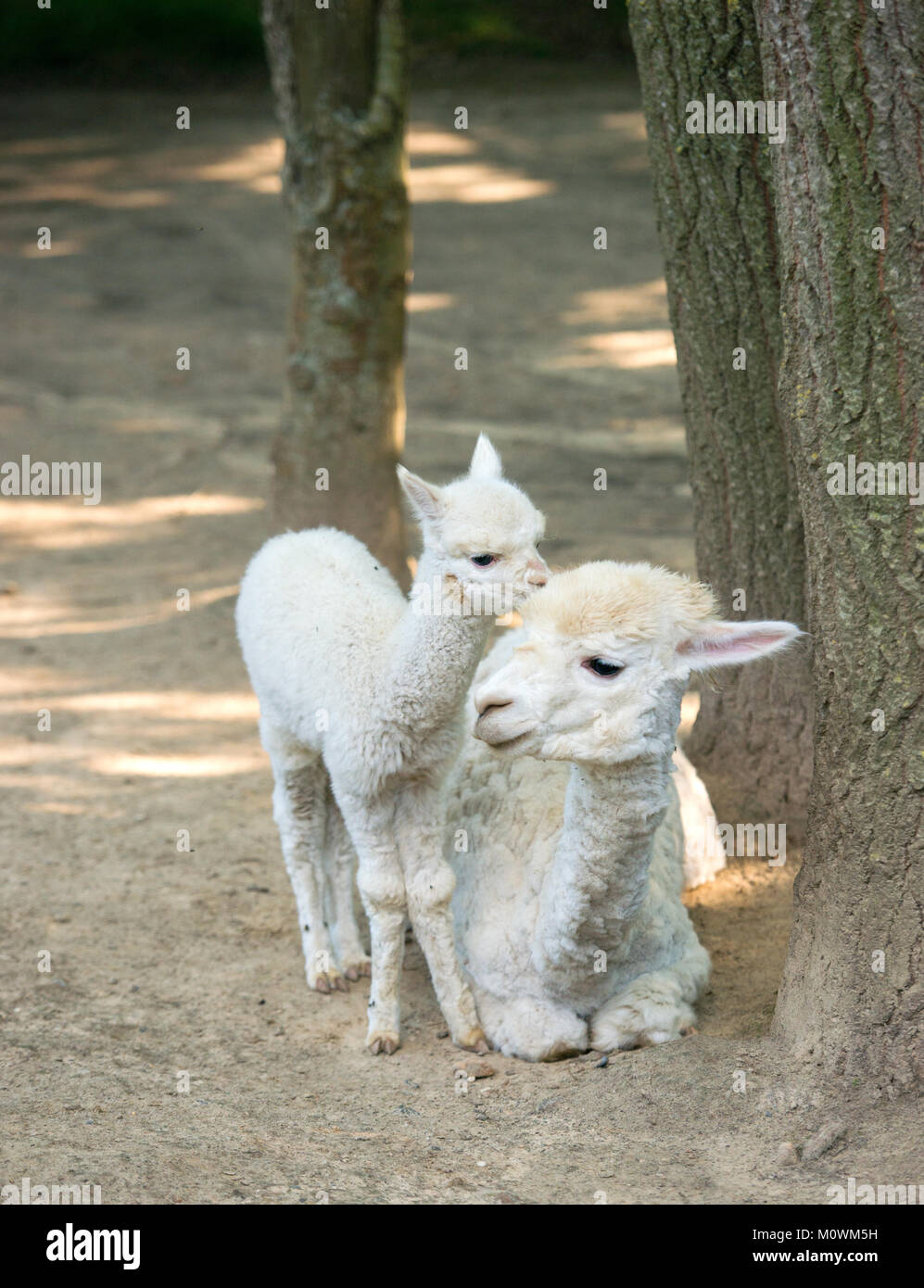 baby Cria alpaca with its mother standing beside Stock Photo - Alamy
