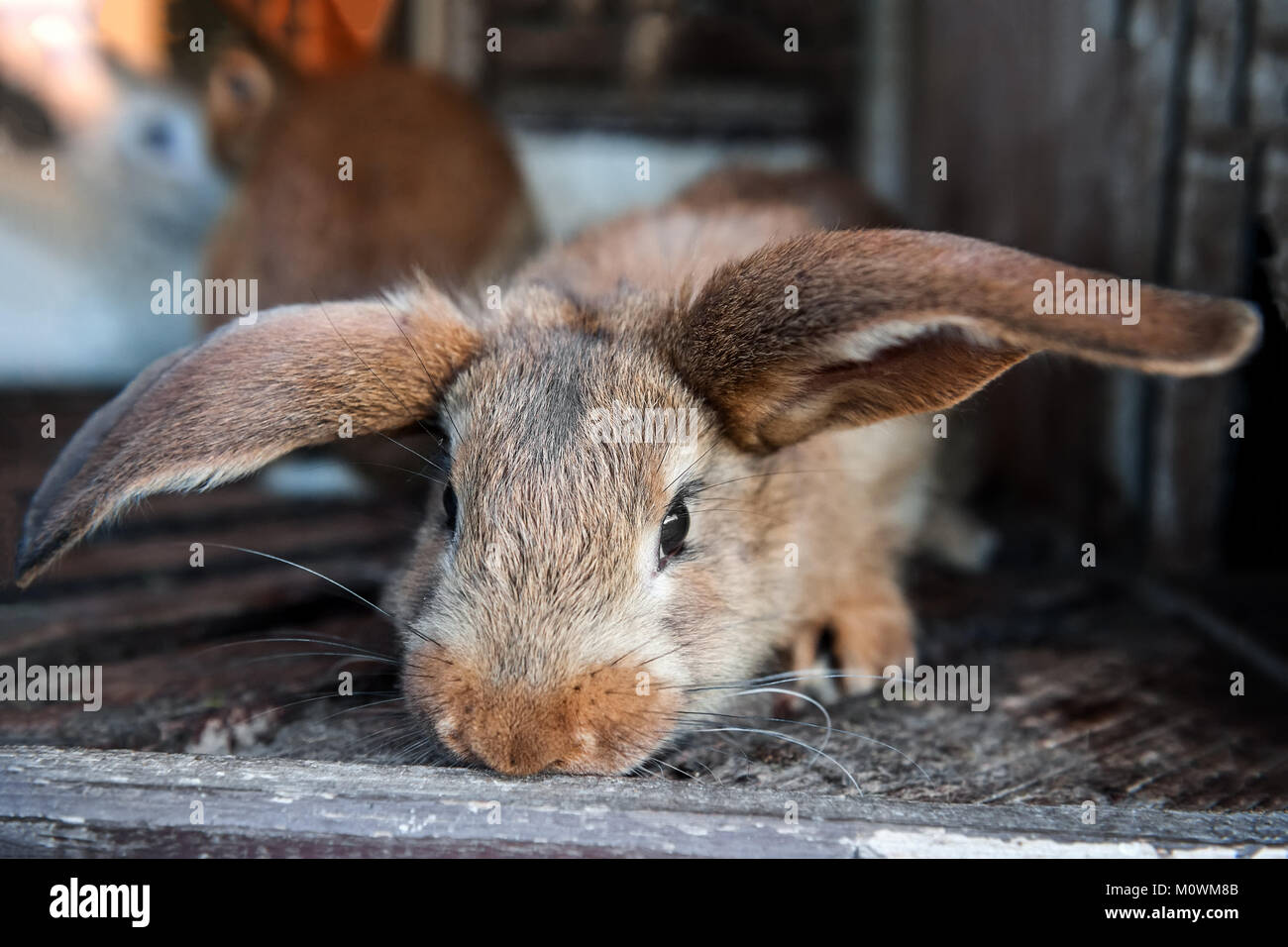 Beautiful sad eared red rabbit in a cage on the farm Stock Photo - Alamy