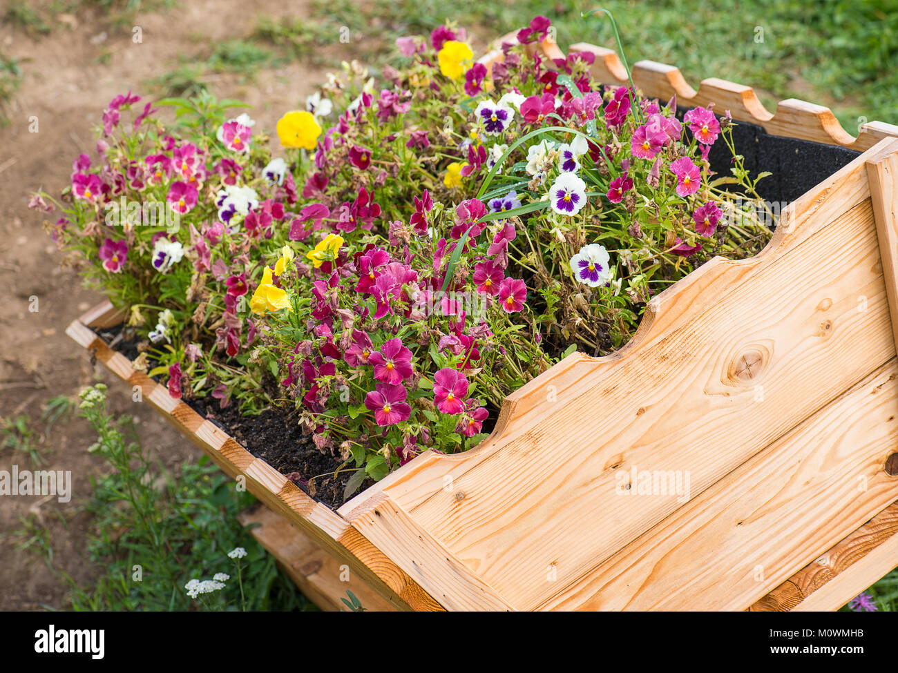 Flowers in pots in wooden box on background of garden Stock Photo - Alamy