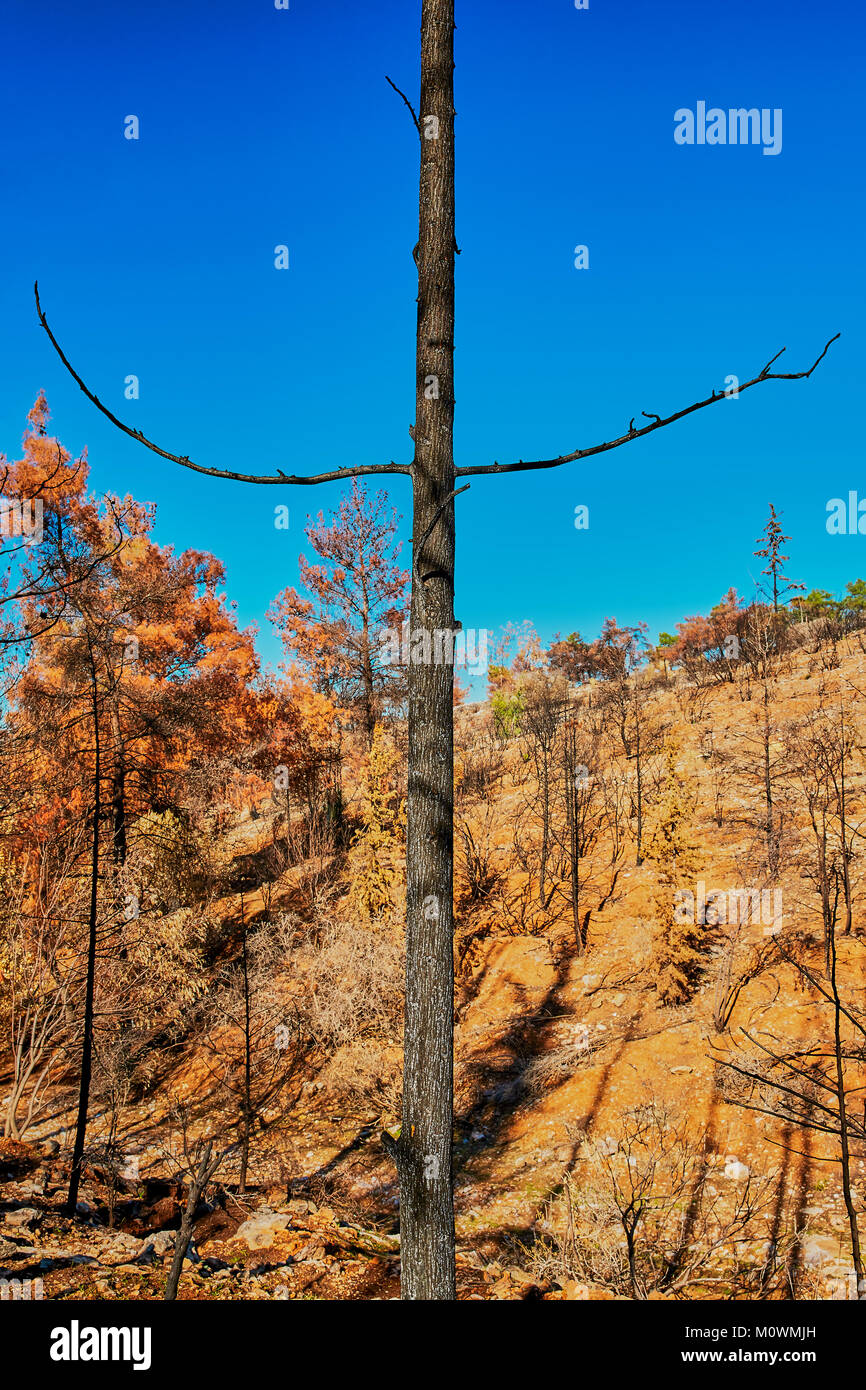 Burnt tree begging for mercy in burnt forest with the blue sky Stock ...