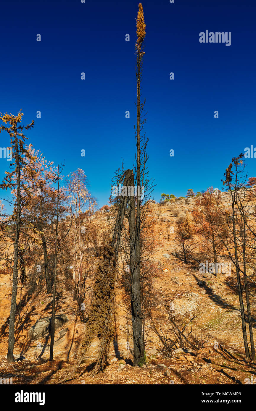 Burnt tree half touching the ground another half the blue sky Stock ...
