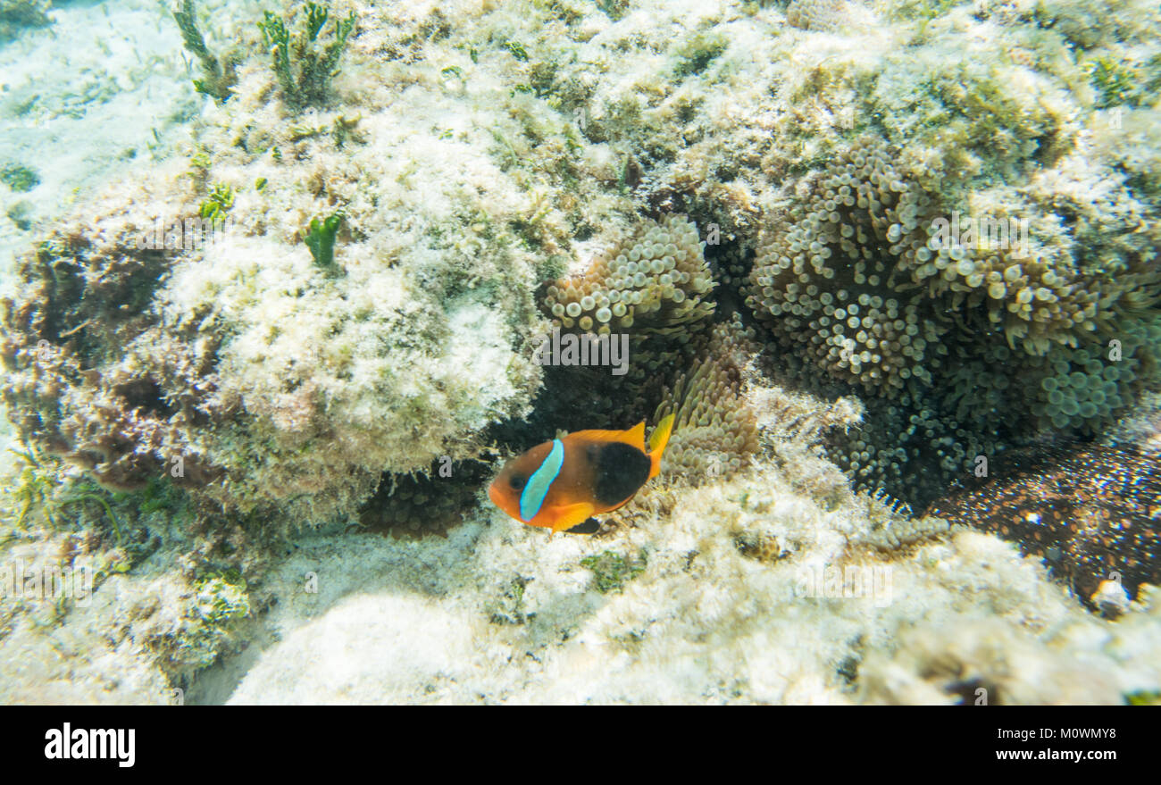 New caledonia fish hi-res stock photography and images - Alamy