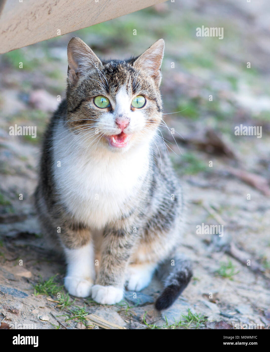 Angry cat showing teeth hi-res stock photography and images - Alamy