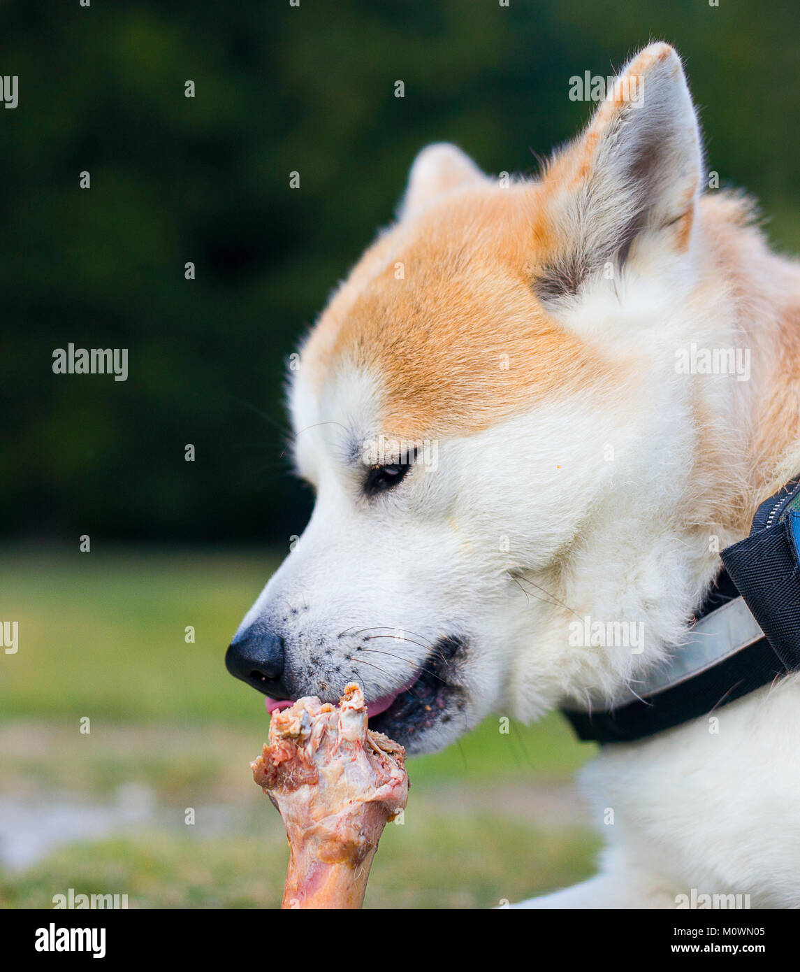 Japan Dog Eating