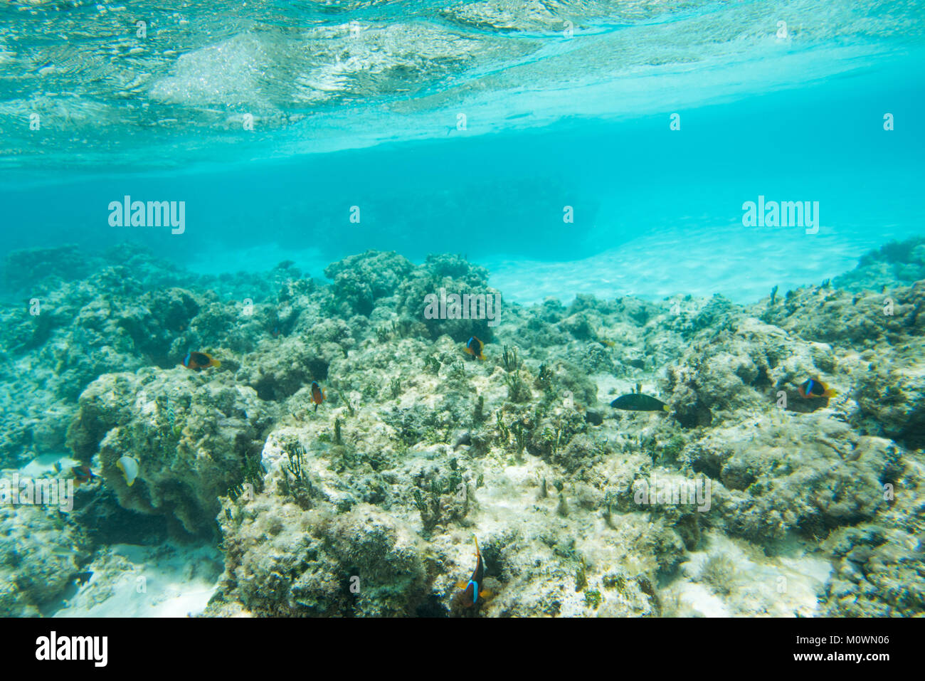 Clownfish, wrasse and thread fin butterflyfish in the shallow coral ...