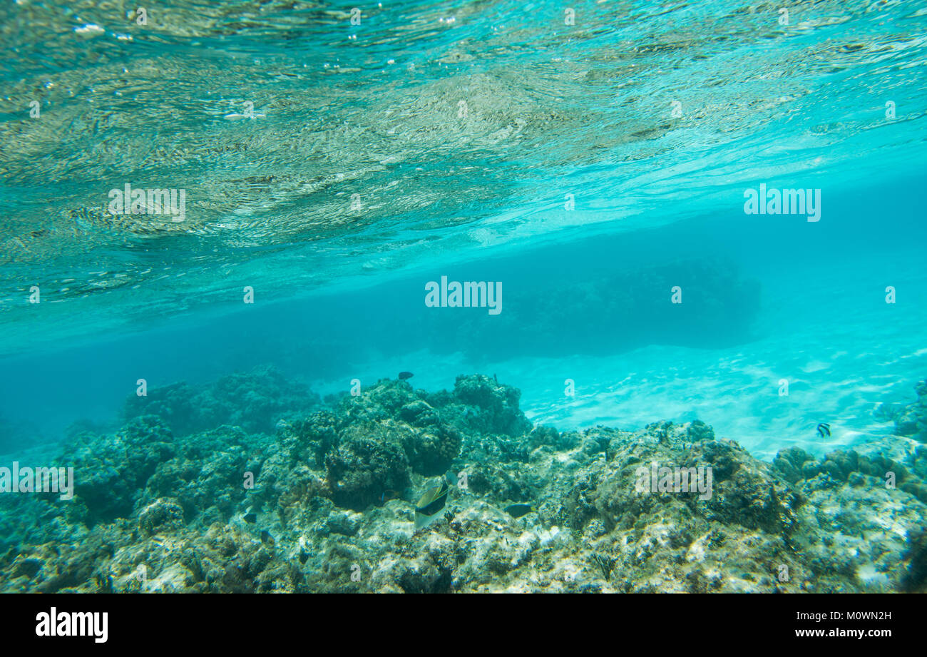 White tailed triggerfish hi-res stock photography and images - Alamy