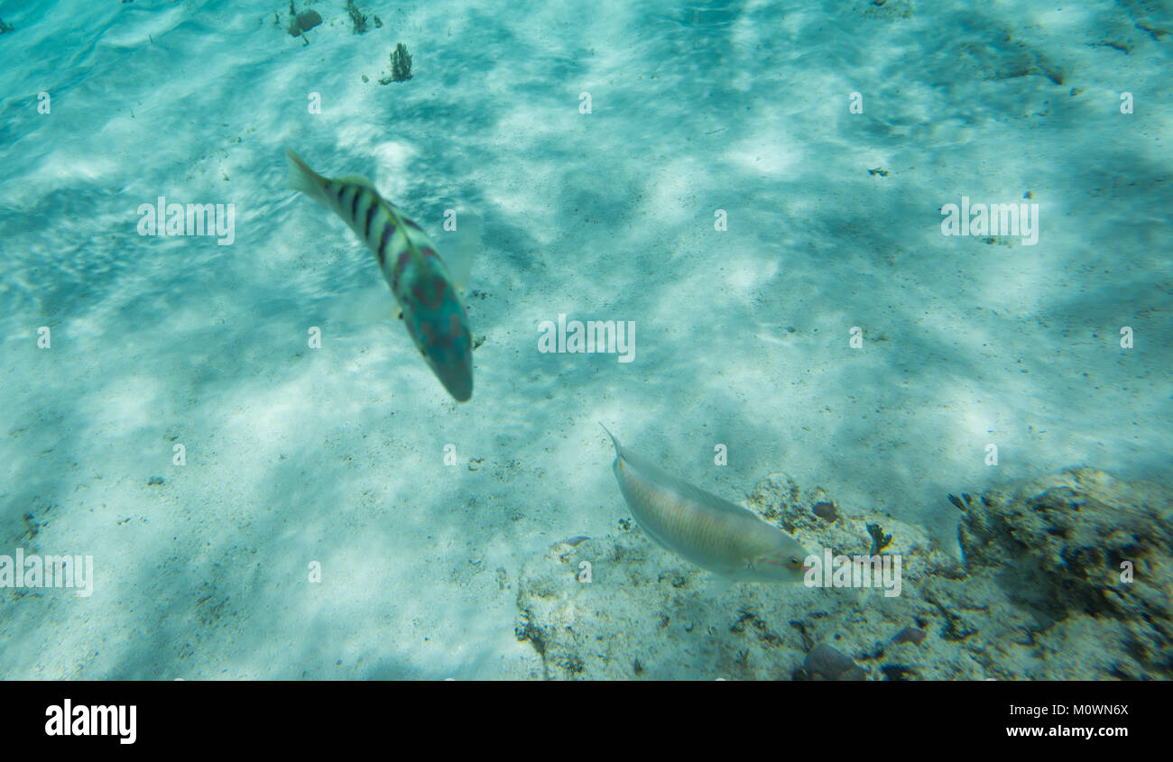 Sixbar wrasse in the shallow coral reef off the shoreline of Yejele ...
