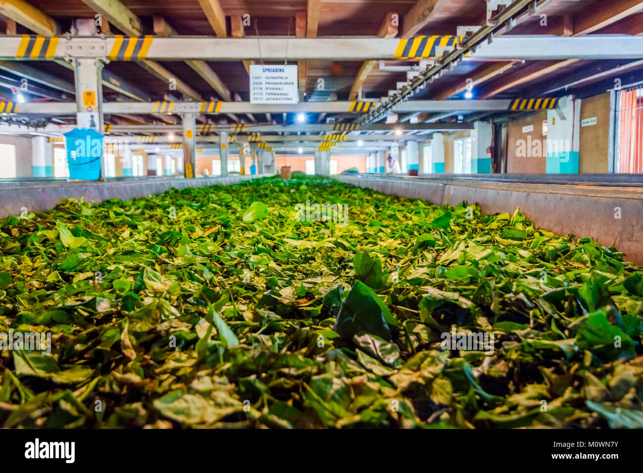 KANDY, SRI LANKA - FEBRUARY 8: Tea leafs drying in a production line in ...