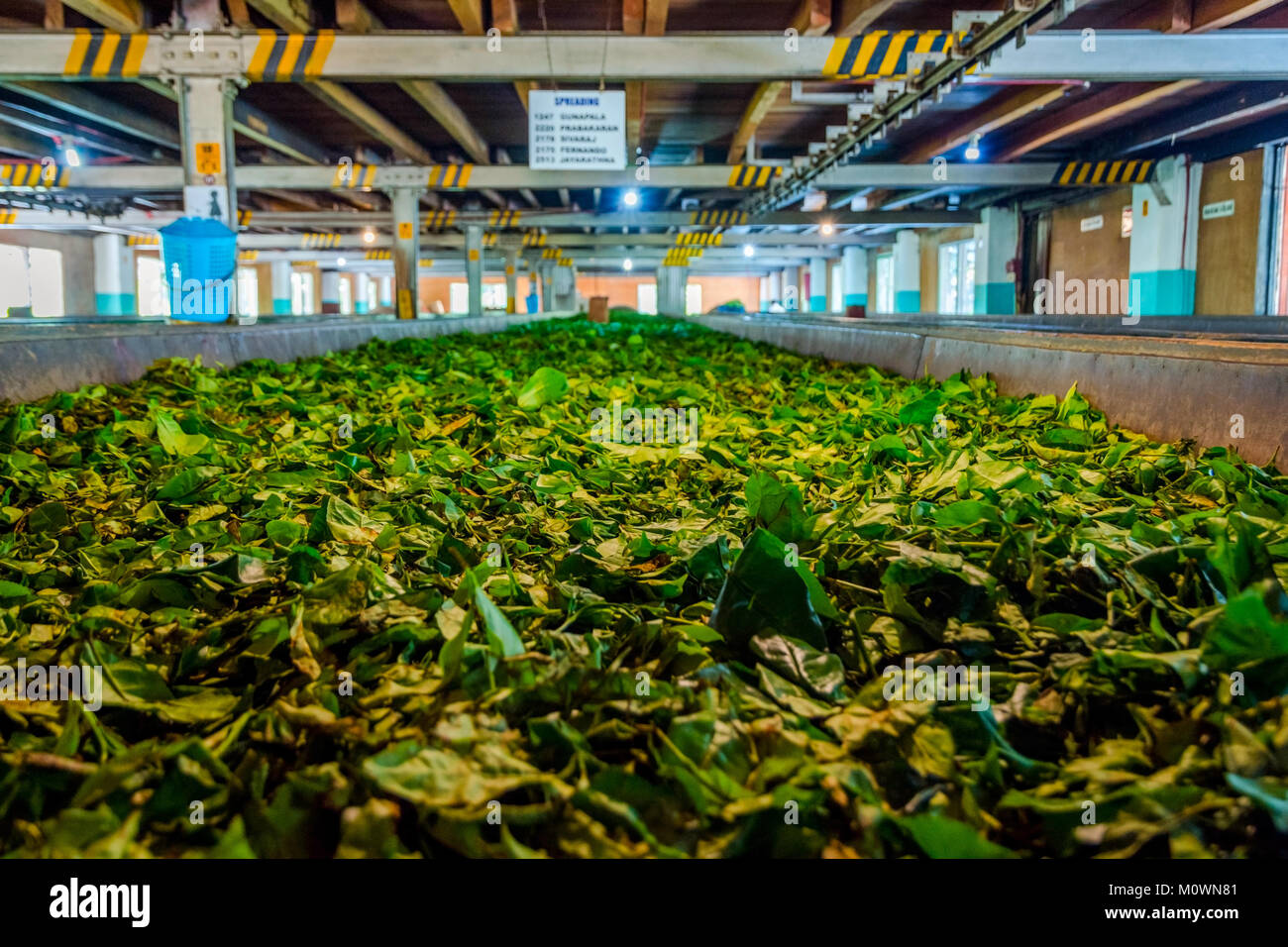 KANDY, SRI LANKA - FEBRUARY 8: Tea leafs drying in a production line in ...