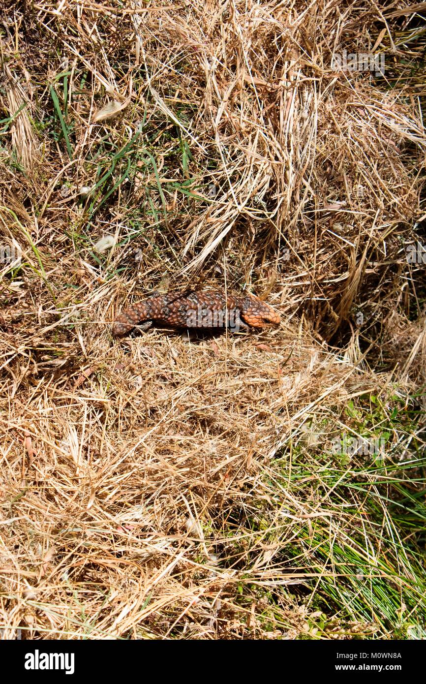 Short tailed bobtail goanna tiliqua rugosa or blue tongued skink on a ...