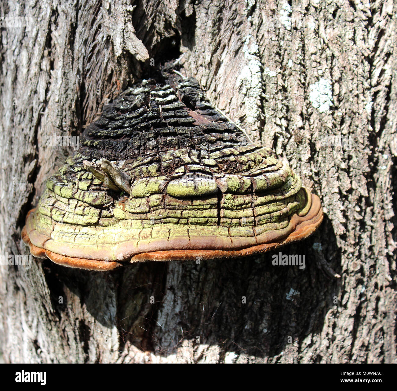 Fungi In Australia High Resolution Stock Photography and Images - Alamy