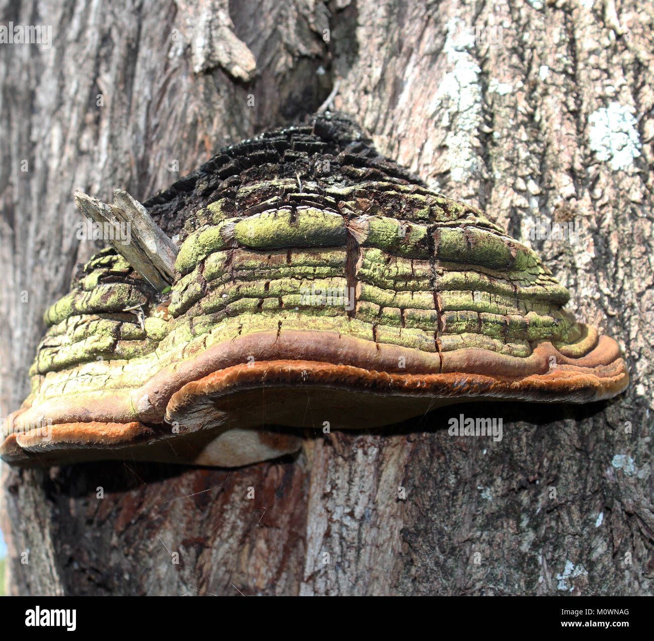 Fungi In Australia High Resolution Stock Photography and Images - Alamy