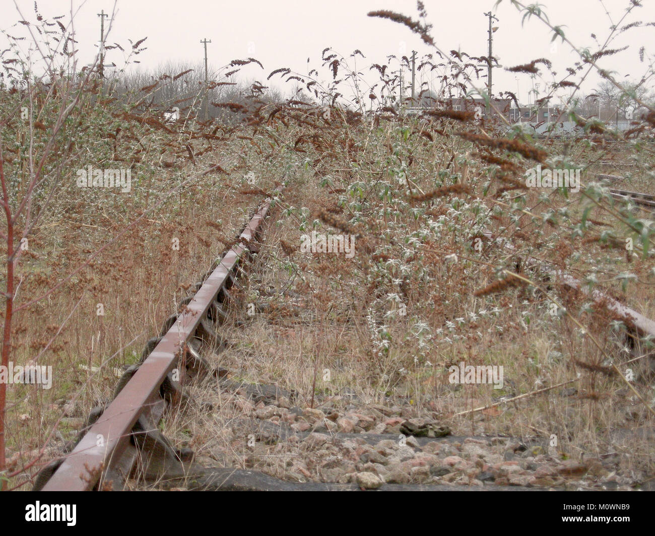 Overgrown railway line Stock Photo - Alamy