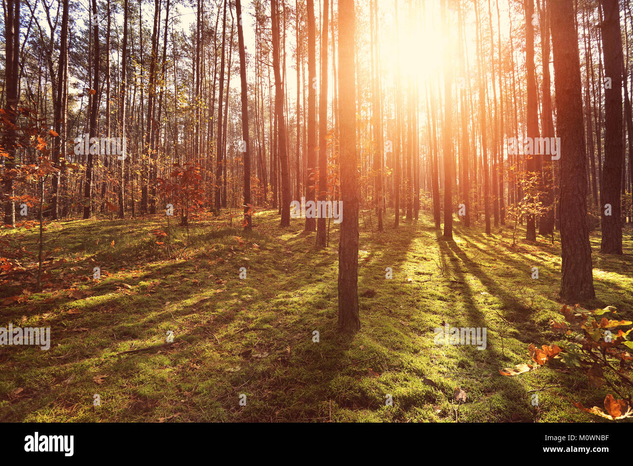 sunny forest background Stock Photo - Alamy